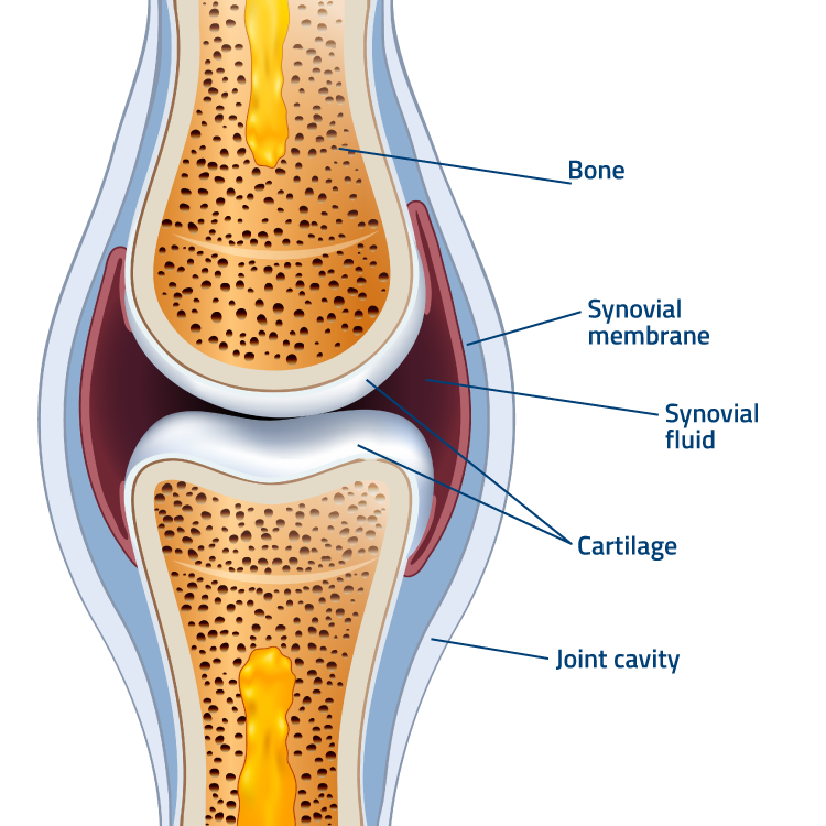 Understanding Joints Flexofytol Understanding Joints Flexofytol